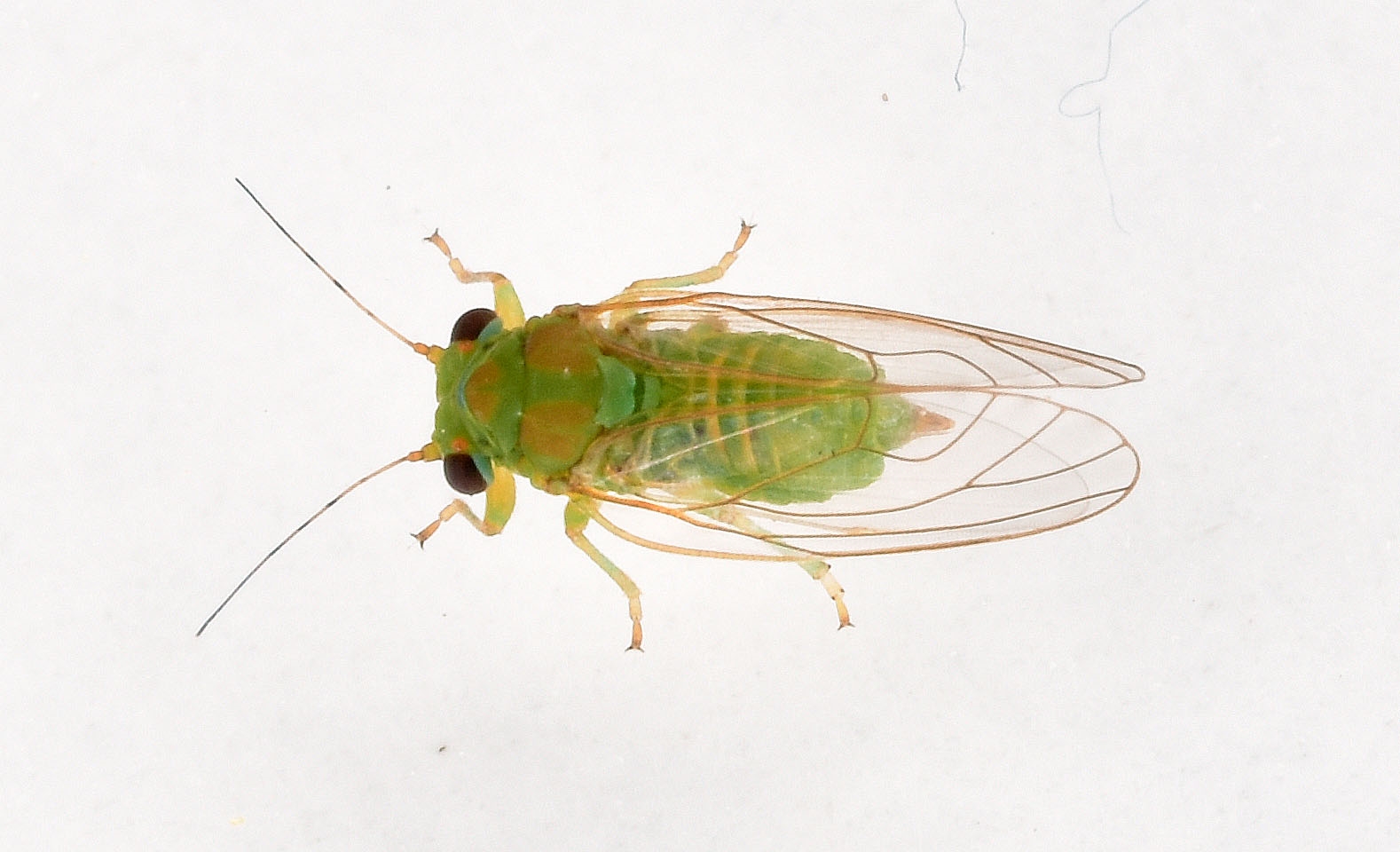 Cacopsylla visci (Cacopsylla visci ) - Naturbasen