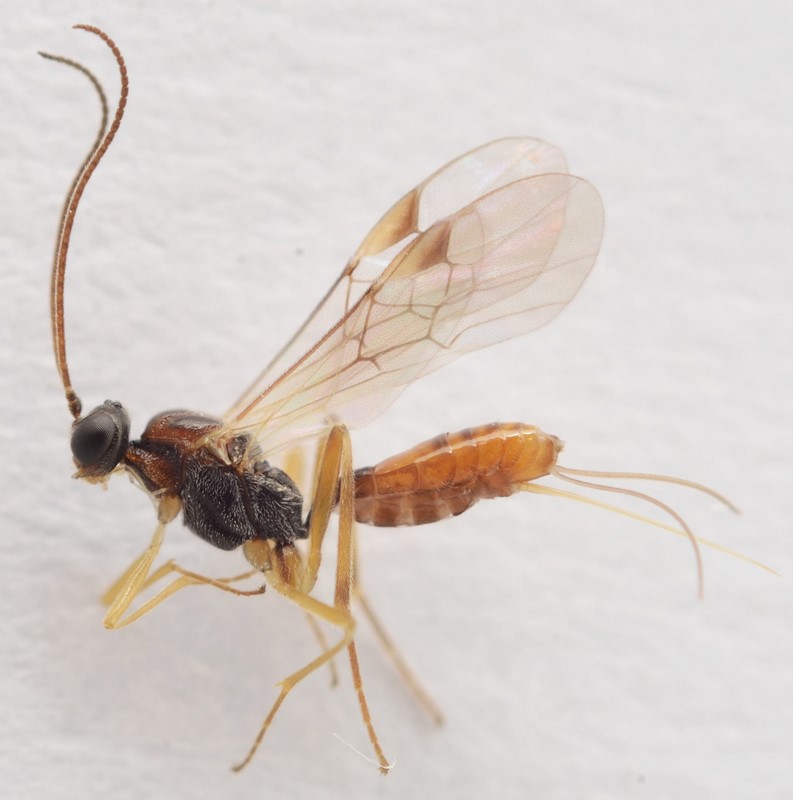 Meteorus affinis (Meteorus affinis) - Naturbasen