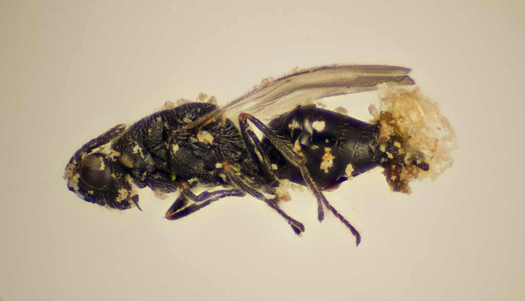 Tetramesa brevicollis (Tetramesa brevicollis) - Naturbasen