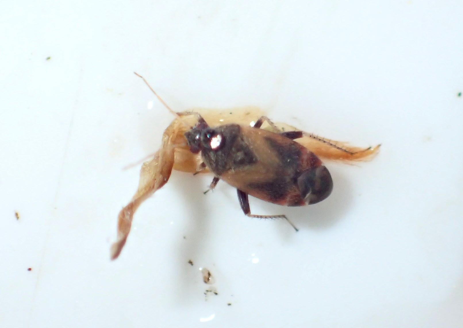 Kortnæbet Løvtrætæge (Psallus variabilis) - Naturbasen