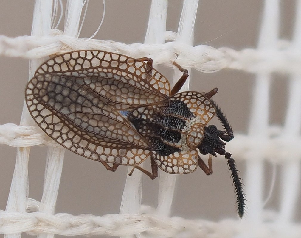 Kalama tricornis (Kalama tricornis) - Naturbasen