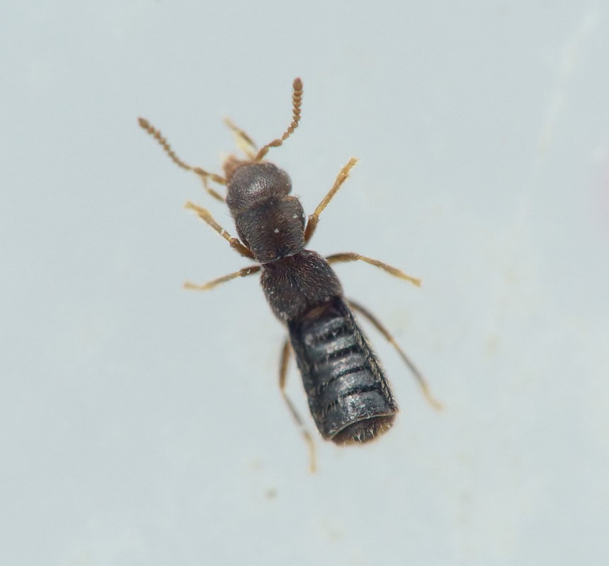 Diglotta sinuaticollis (Diglotta sinuaticollis) - Naturbasen