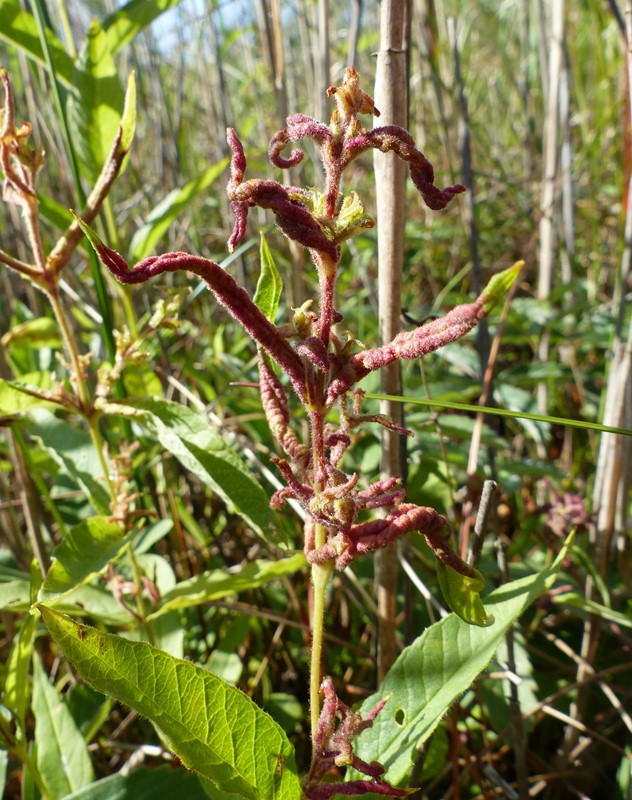 Aceria laticincta (Aceria laticincta) - Naturbasen