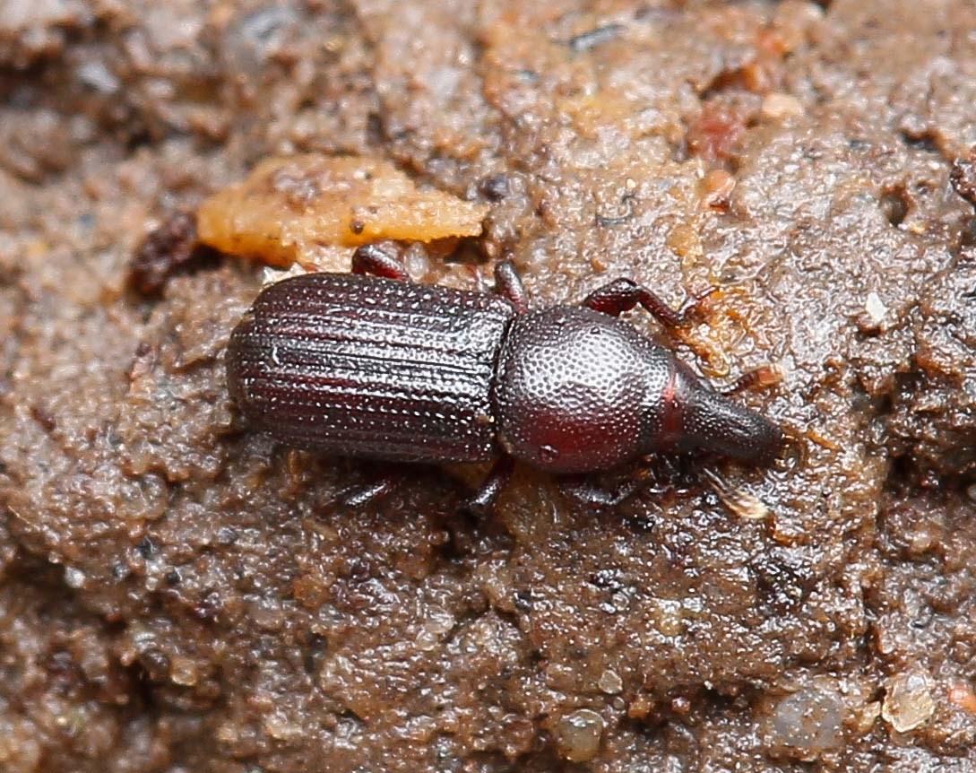 Phloeophagus thomsoni (Phloeophagus thomsoni) - Naturbasen