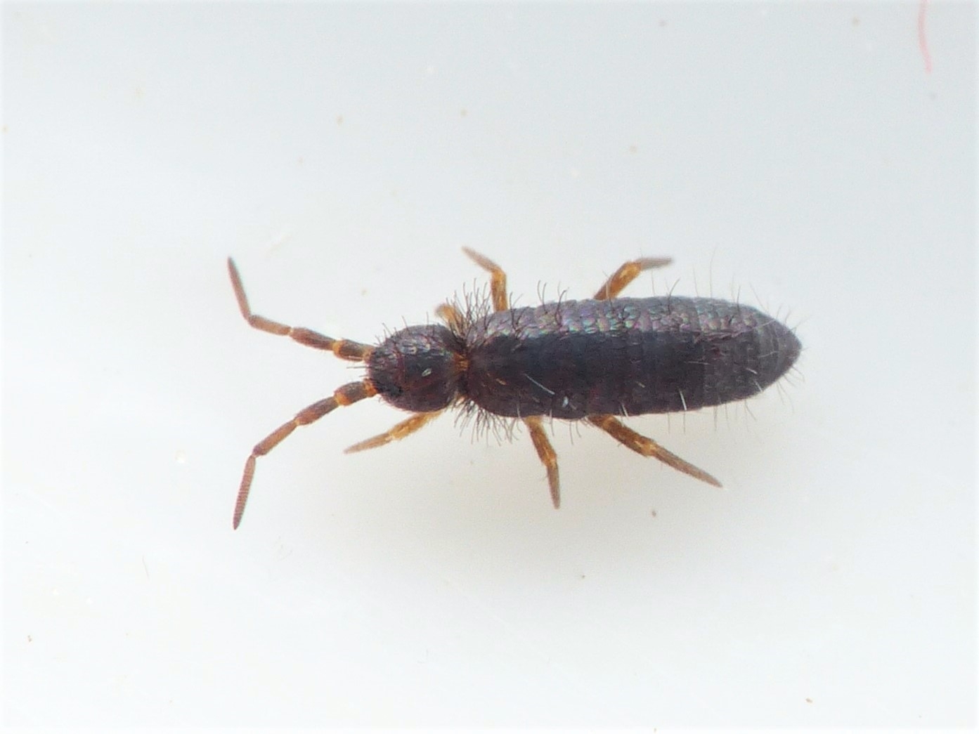 Heteromurus major (Heteromurus major) - Naturbasen