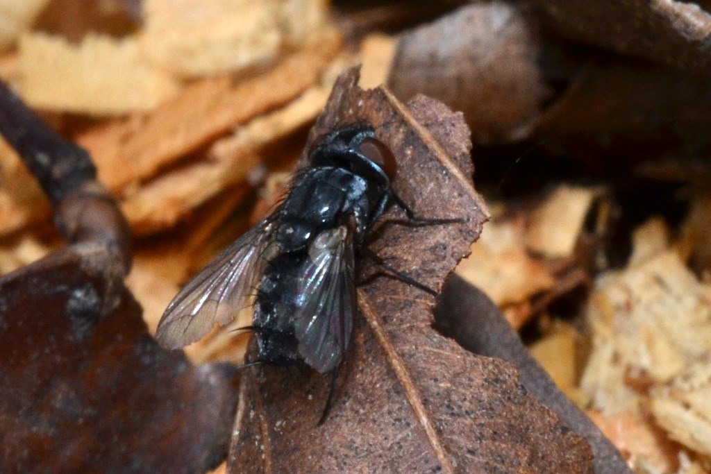 Amobia sp. (Amobia sp.) - Naturbasen