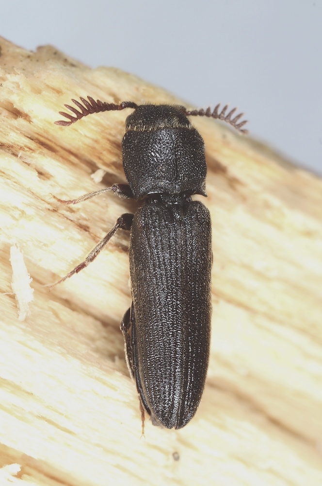 Melasis buprestoides - Observation NB-2451747 - Naturbasen