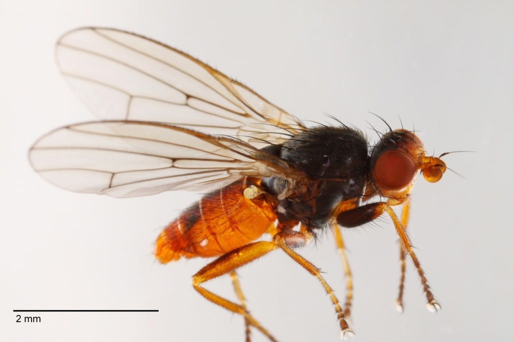 Neoleria flavicornis (Neoleria flavicornis) - Naturbasen