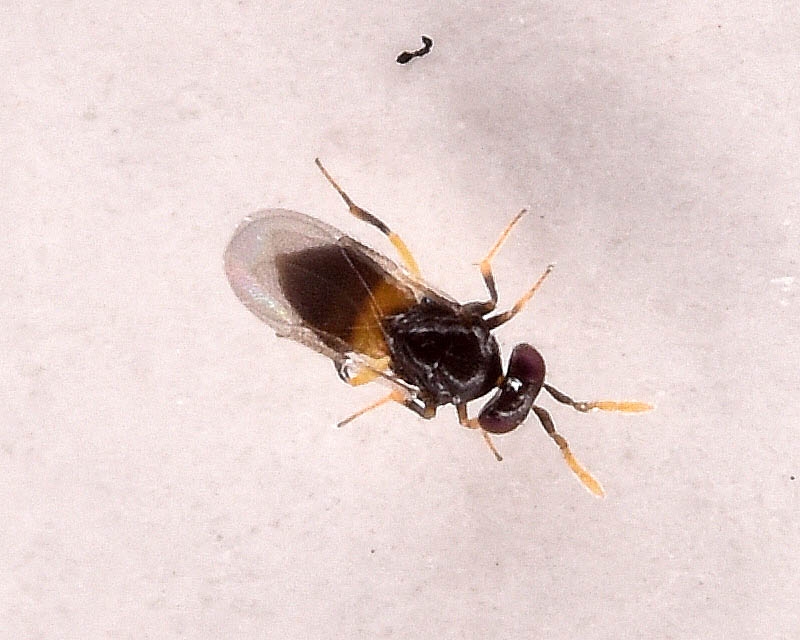 Blodlussnyltehveps (Aphelinus mali) - Naturbasen