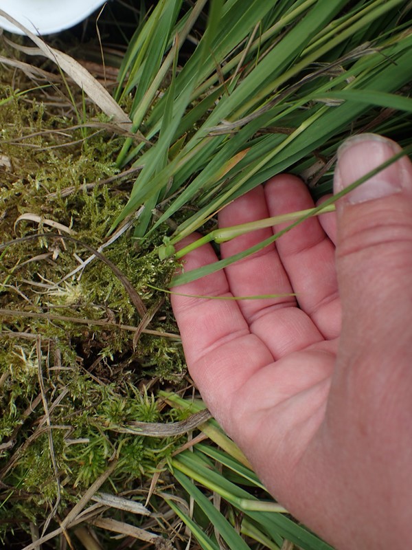 Mayetiola ventricola (Mayetiola ventricola) - Naturbasen