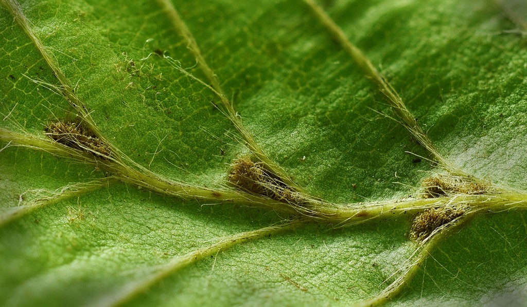Aceria tenella (Aceria tenella) - Naturbasen