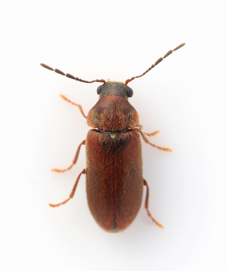 Ernobius abietis (Ernobius abietis) - Naturbasen