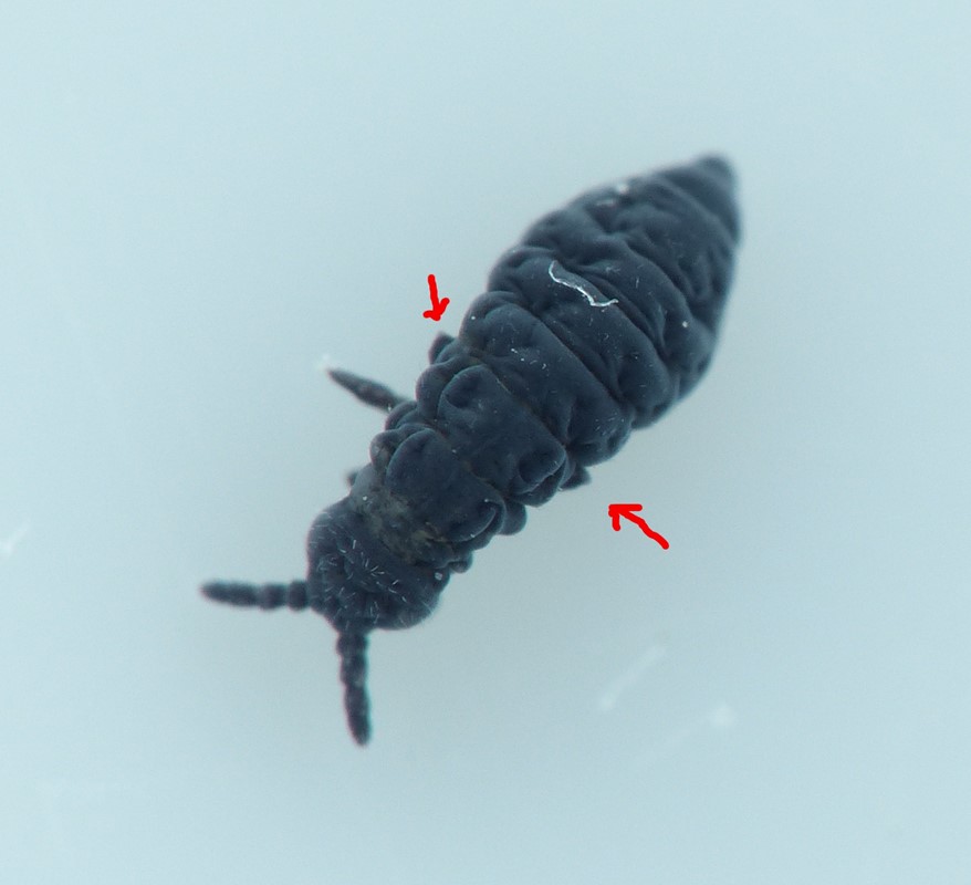 Hypogastrura viatica (Hypogastrura viatica) - Naturbasen