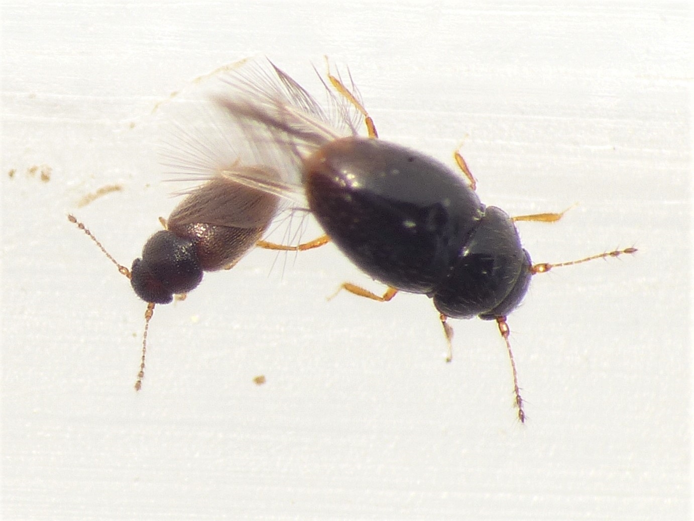 Ptiliolum spencei (Ptiliolum spencei) - Naturbasen