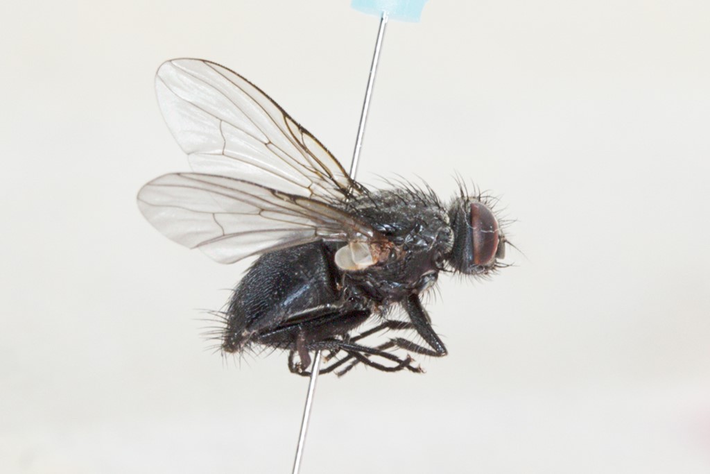 Muscina pascuorum (Muscina pascuorum) - Naturbasen