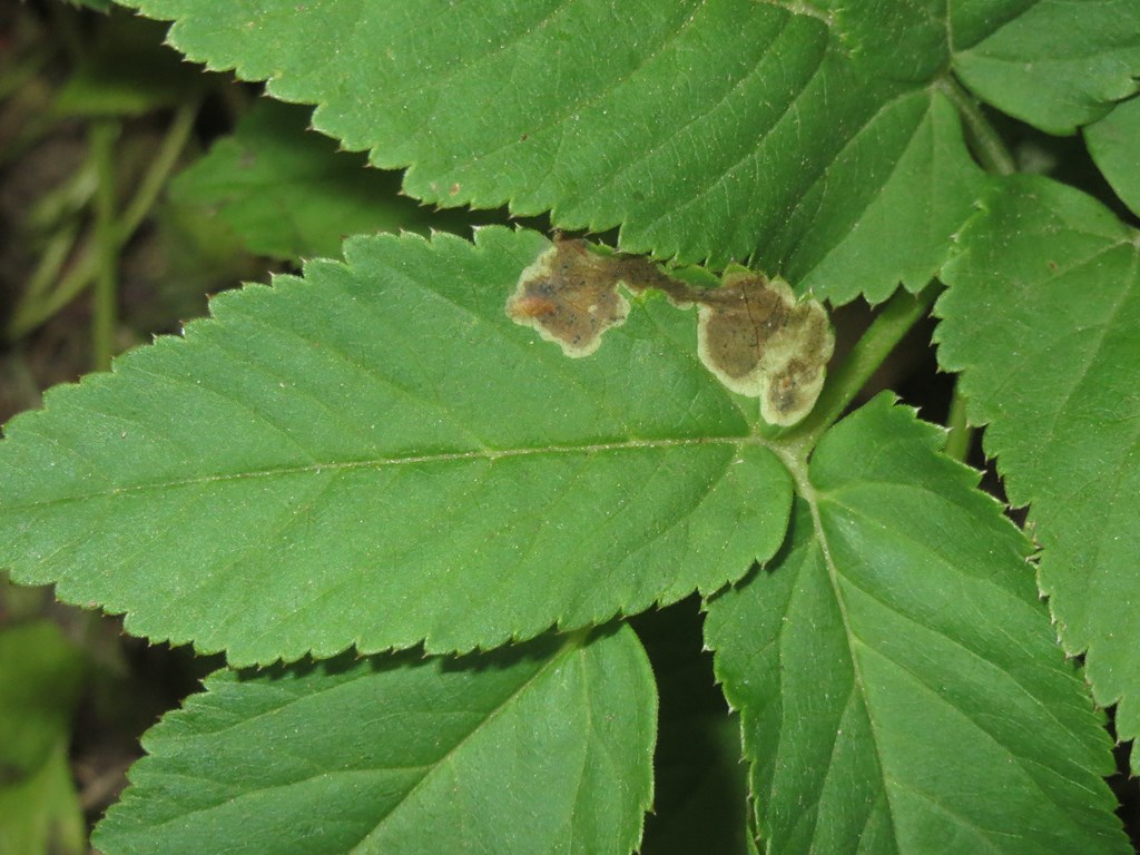 Phytomyza obscurella (Phytomyza obscurella) - Naturbasen