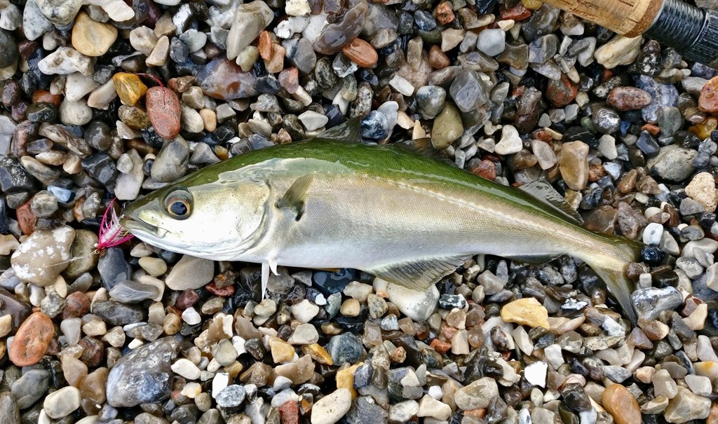 Torskefamilien (Gadidae) - Naturbasen - Danmarks Artsportal