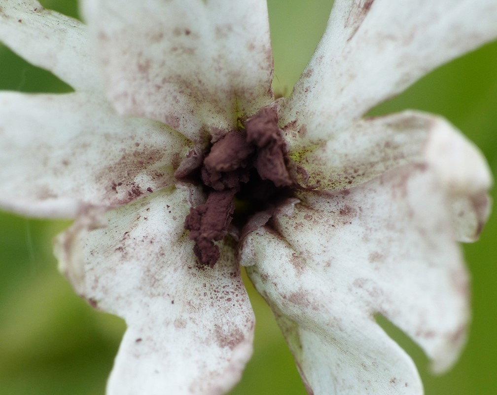 Microbotryum violaceum (Microbotryum violaceum) - Naturbasen