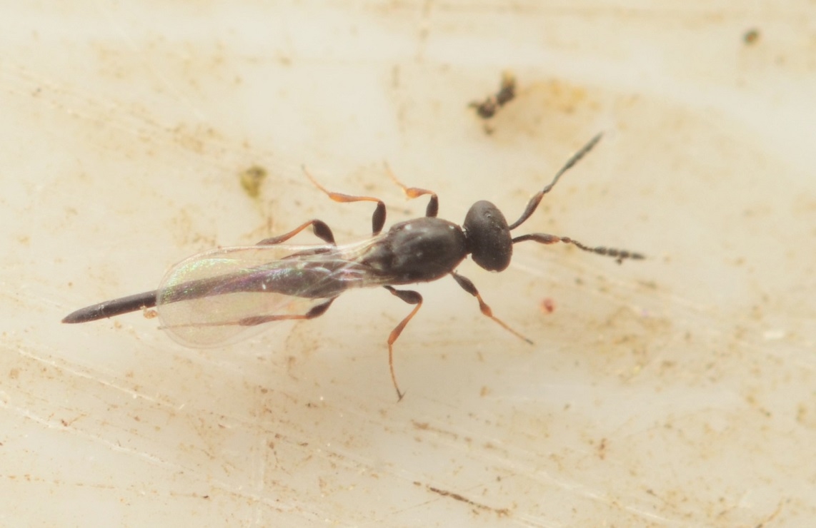 Synopeas craterum (Synopeas craterum) - Naturbasen