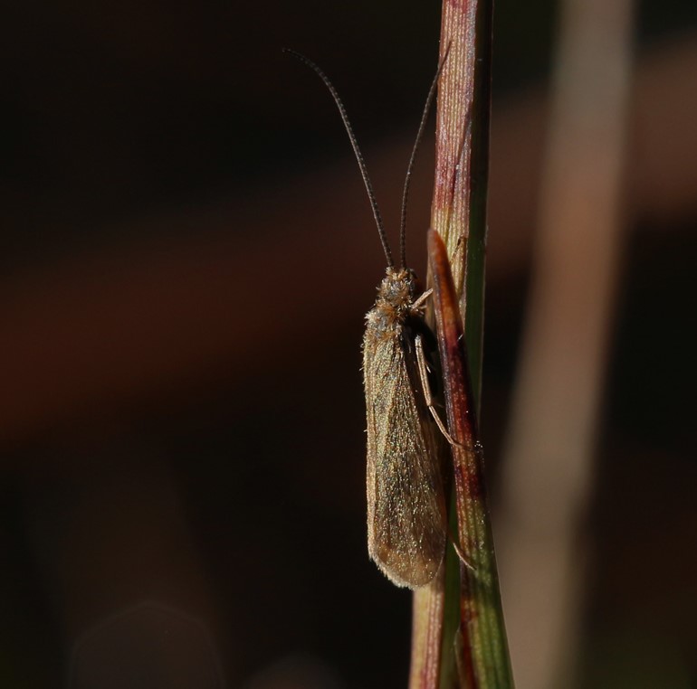 Lype phaeopa (Lype phaeopa) - Naturbasen