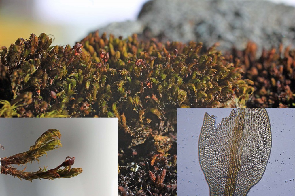 Ribbe-Sortmos (Andreaea rothii) - Naturbasen