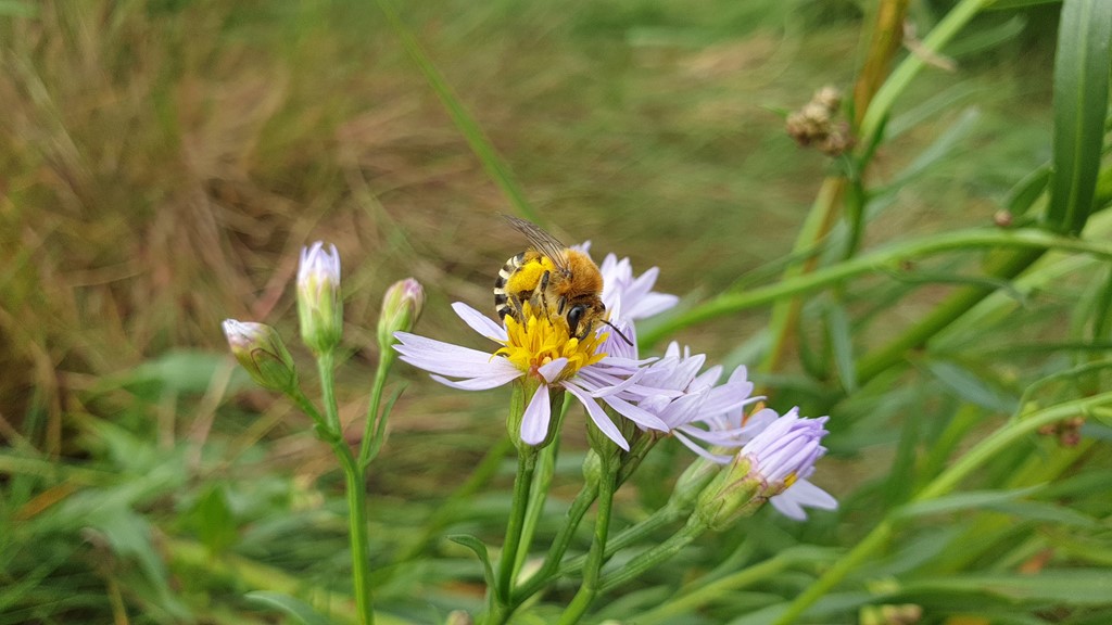 Marsksilkebi (Colletes halophilus) - Naturbasen