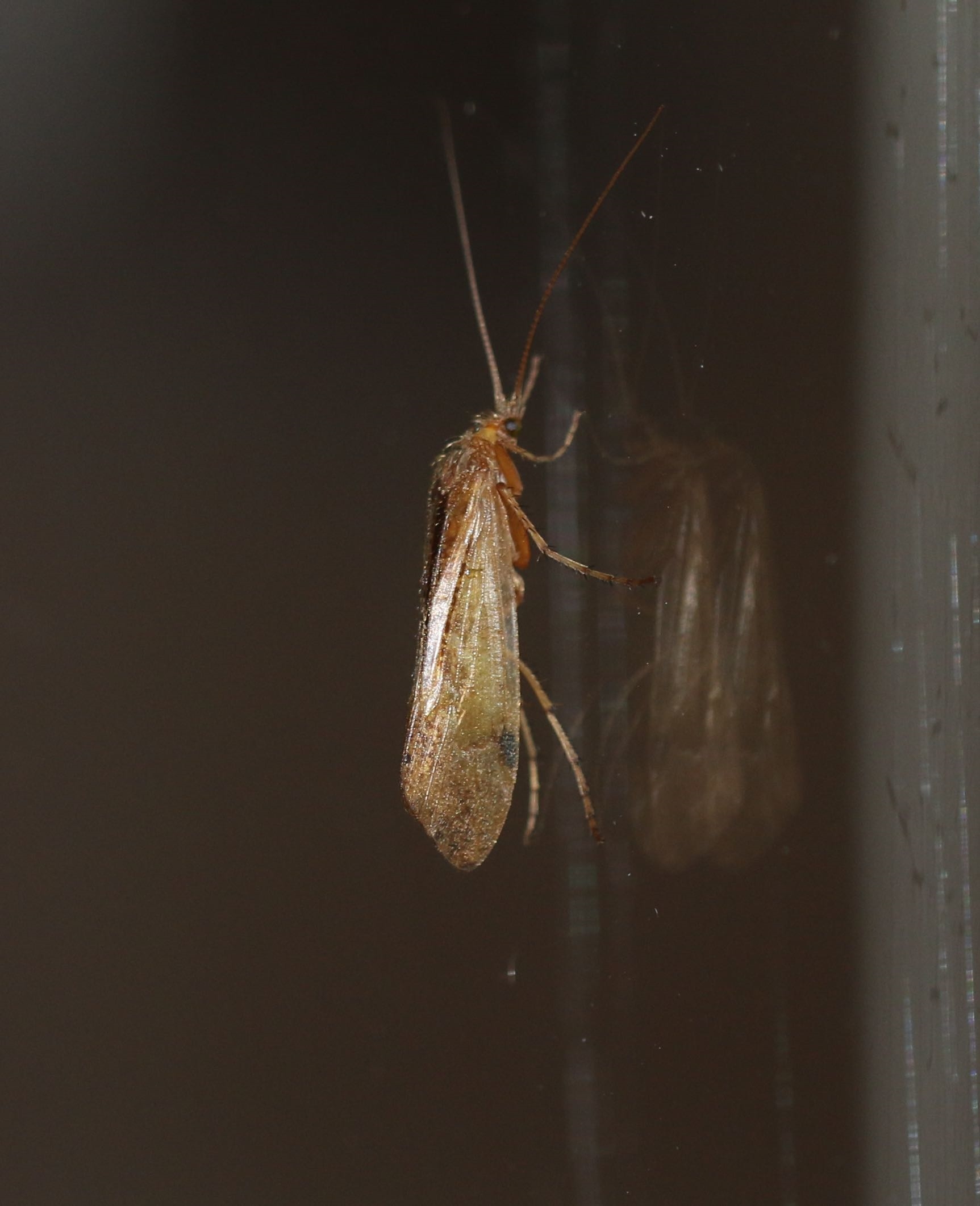 Limnephilus stigma (Limnephilus stigma) - Naturbasen