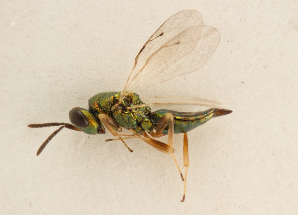 Trichomalus lucidus (Trichomalus lucidus) - Naturbasen