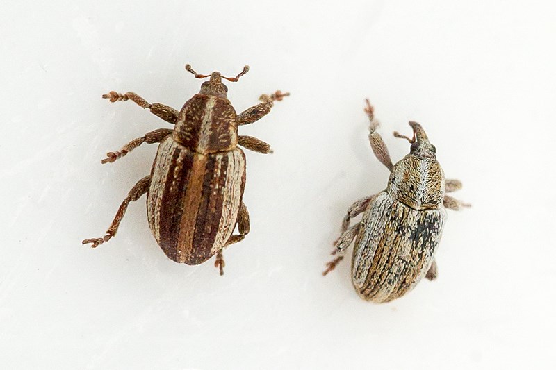 Tychius parallelus (Tychius parallelus) - Naturbasen