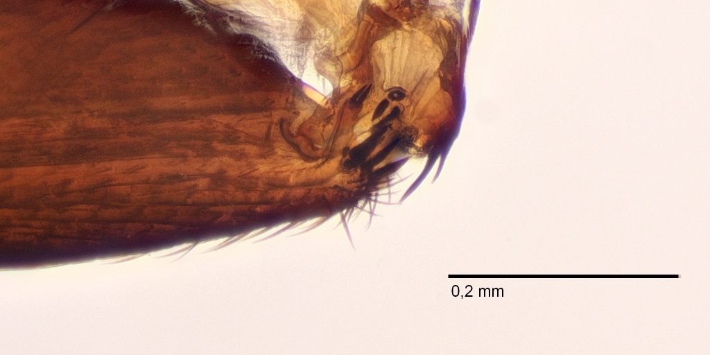 Diplonevra pilosella (Diplonevra pilosella) - Naturbasen