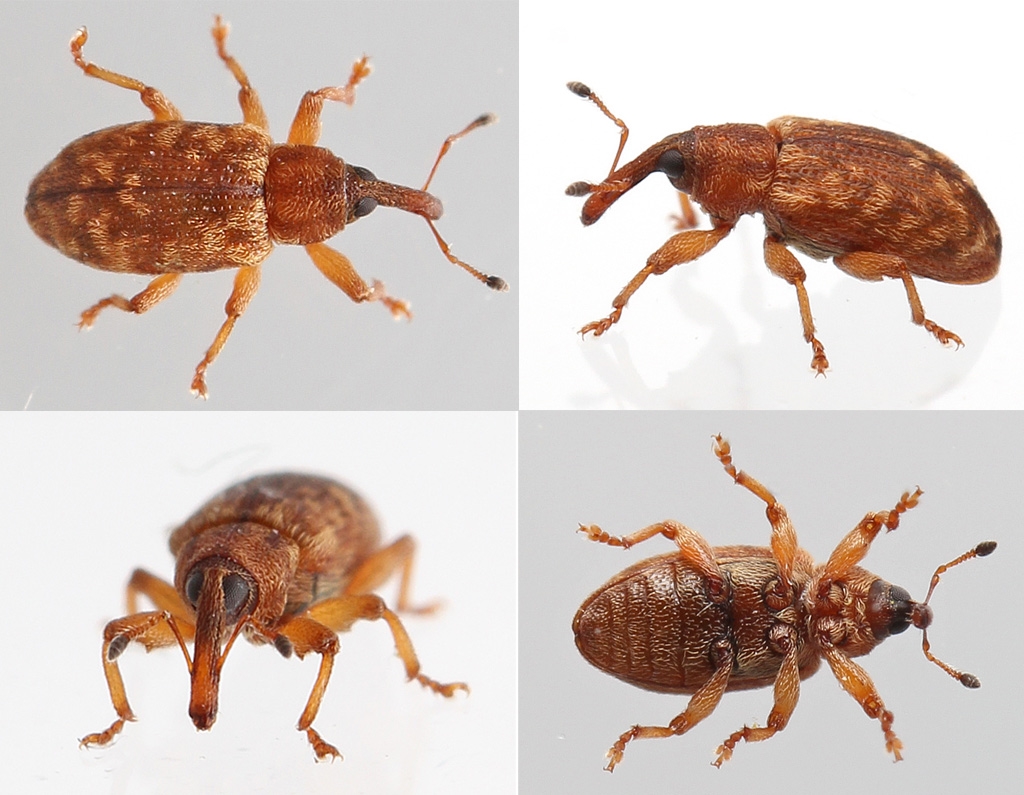 Dorytomus majalis (Dorytomus majalis) - Naturbasen