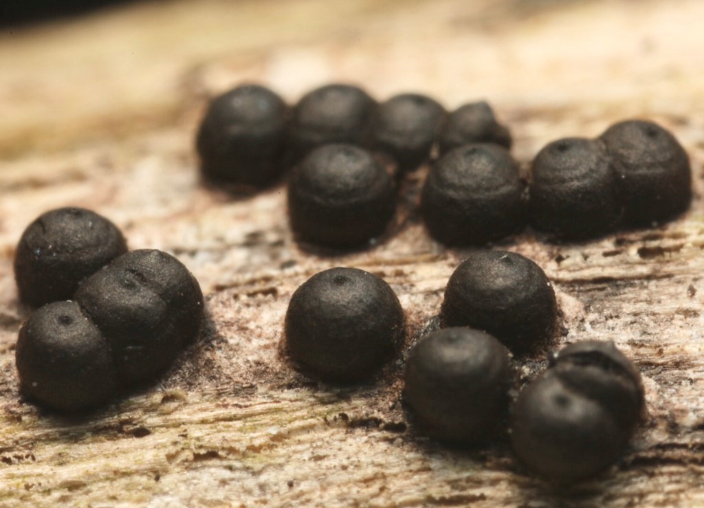 Rosellinia britannica (Rosellinia britannica) - Naturbasen