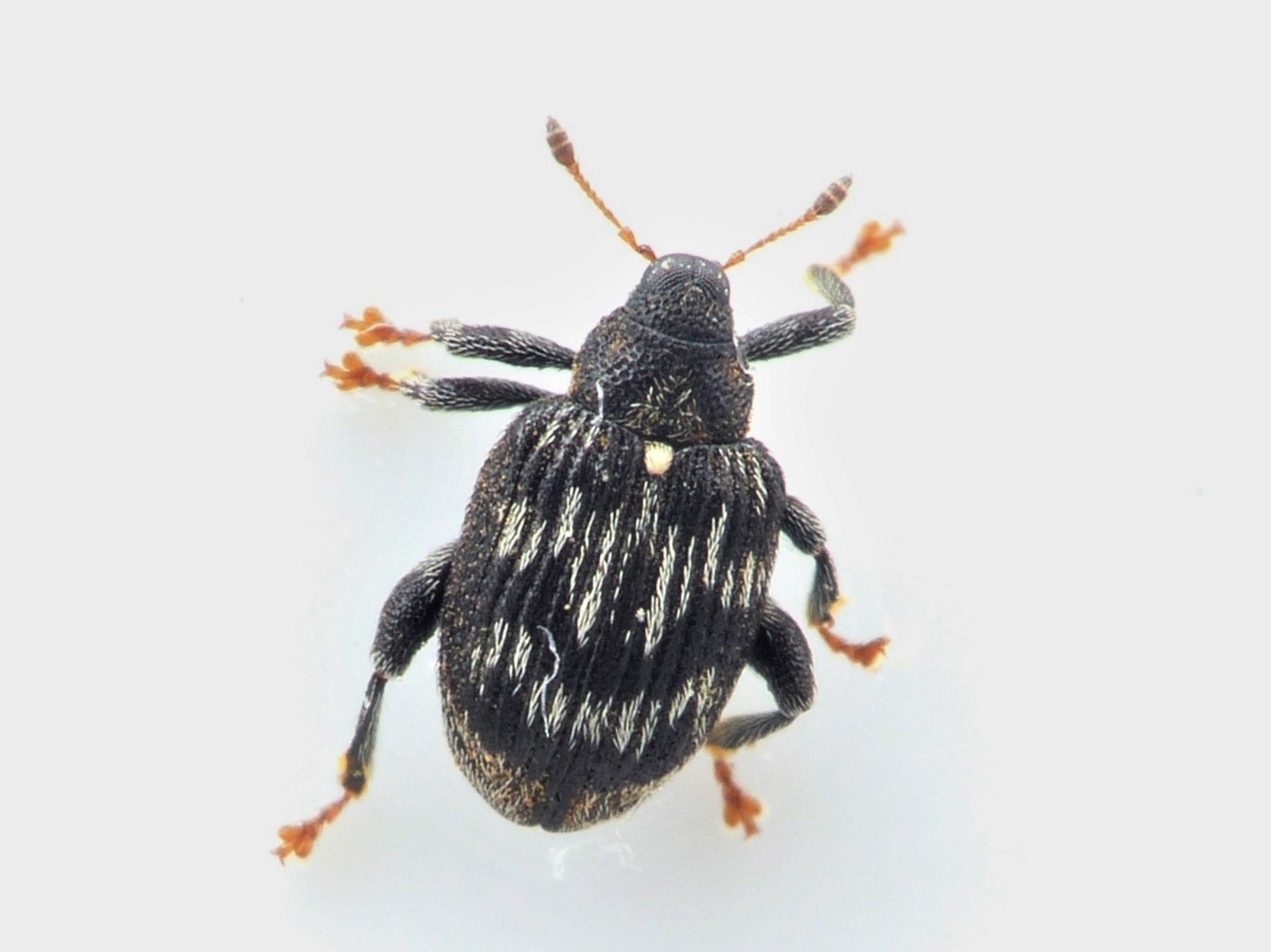 Tachyerges decoratus (Tachyerges decoratus) - Naturbasen