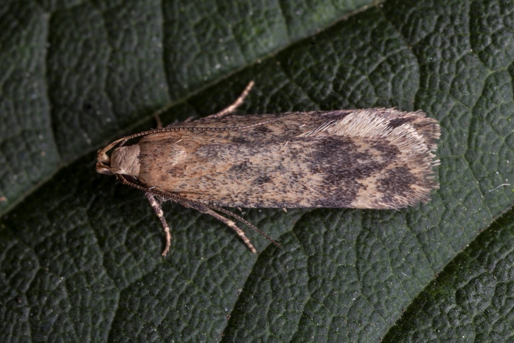 Katostmøl - Observation NB-3468944 - Naturbasen