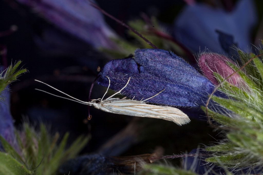 Coleophora pennella (Coleophora pennella) - Naturbasen