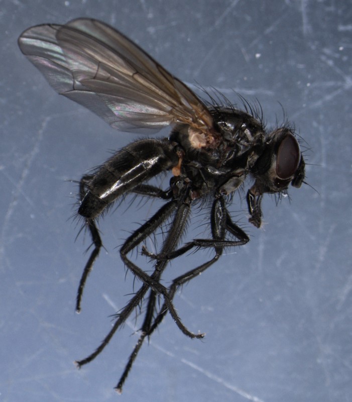 Alliopsis billbergi (Alliopsis billbergi) - Naturbasen