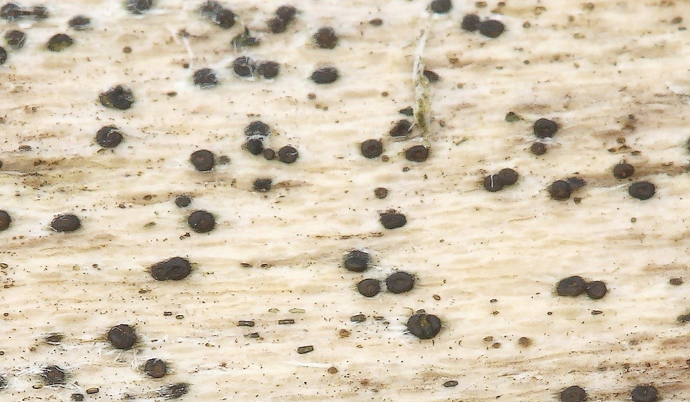 Exarmidium inclusum (Exarmidium inclusum) - Naturbasen