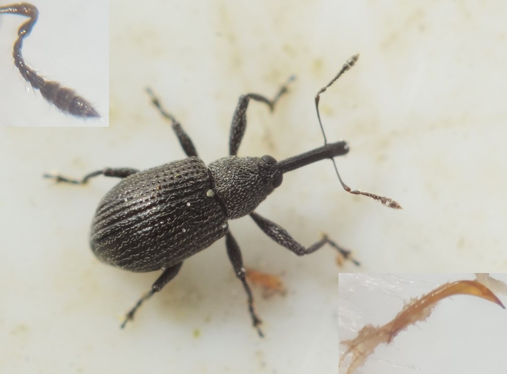 Snudebiller (Curculionidae) - Artsliste med billeder - Naturbasen