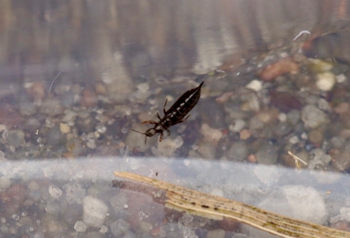 Tubulifera ubest. (Tubulifera indet.) - Naturbasen