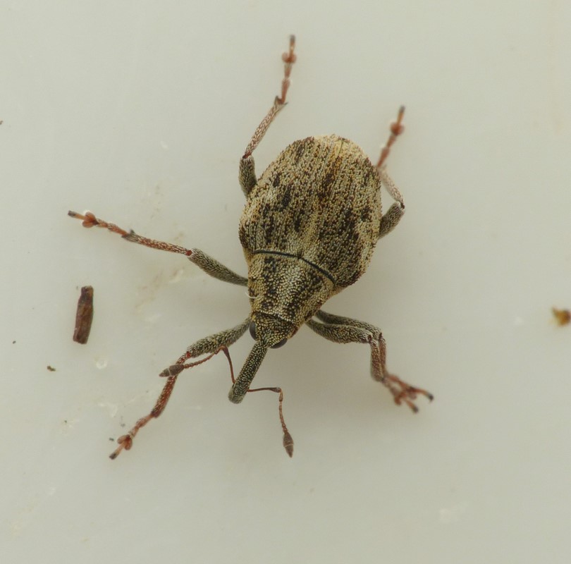 Datonychus angulosus (Datonychus angulosus) - Naturbasen