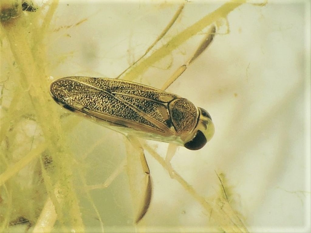 Østlig rovbugsvømmer (Cymatia rogenhoferi) - Naturbasen