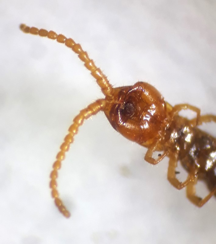 Cryptops hortensis (Cryptops hortensis) - Naturbasen