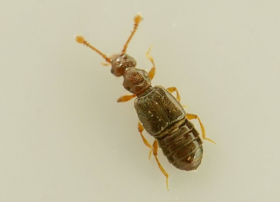 Euplectus sanguineus (Euplectus sanguineus) - Naturbasen
