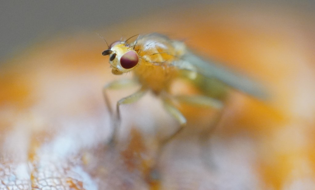 Suillia atricornis (Suillia atricornis) - Naturbasen