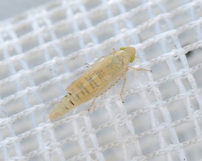 Erzaleus metrius (Erzaleus metrius) - Naturbasen