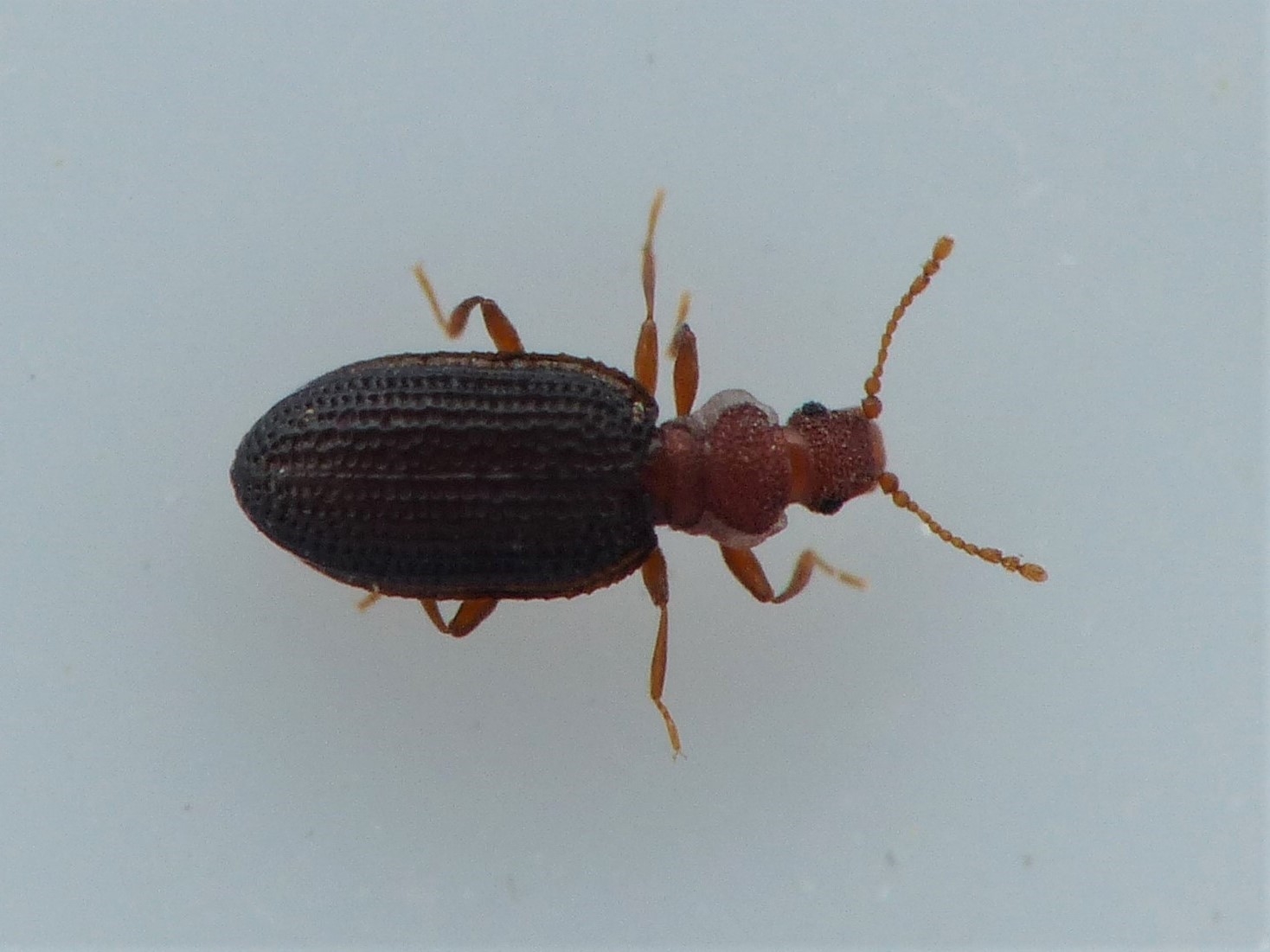 Dienerella ruficollis (Dienerella ruficollis) - Naturbasen