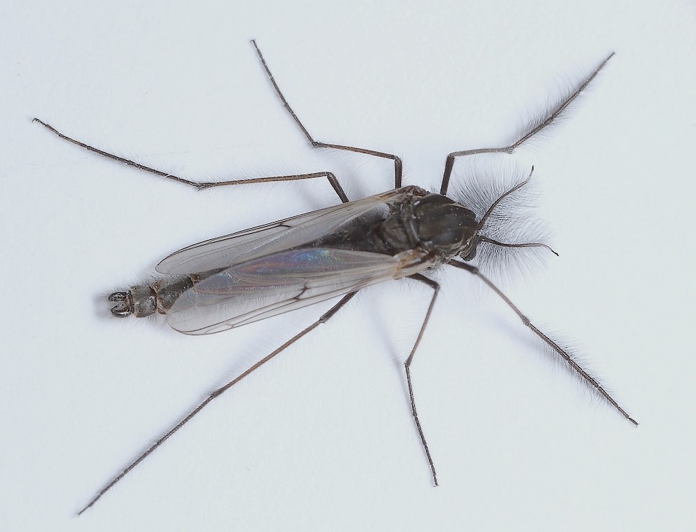 Arter der begynder med 'Enochrus ' - Naturbasen