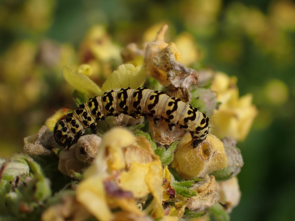 Arter der begynder med 'Platygaster ' - Naturbasen