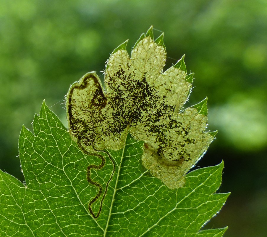 Båndet Rønnedværgmøl (Stigmella sorbi) - Naturbasen