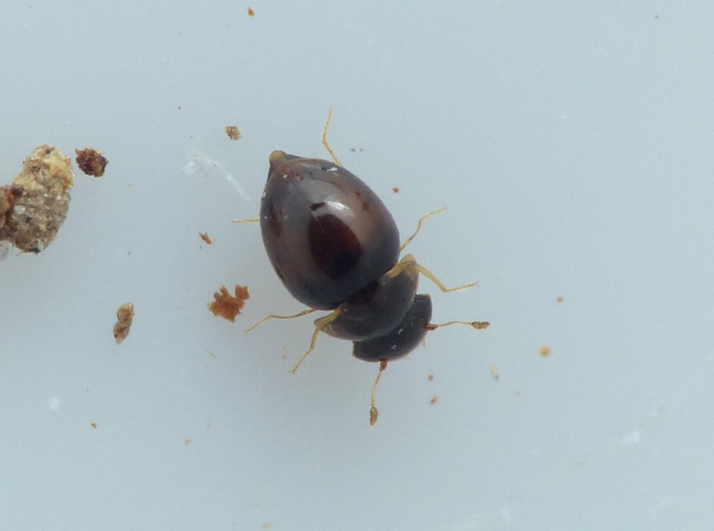 Clambus punctulum (Clambus punctulum) - Naturbasen